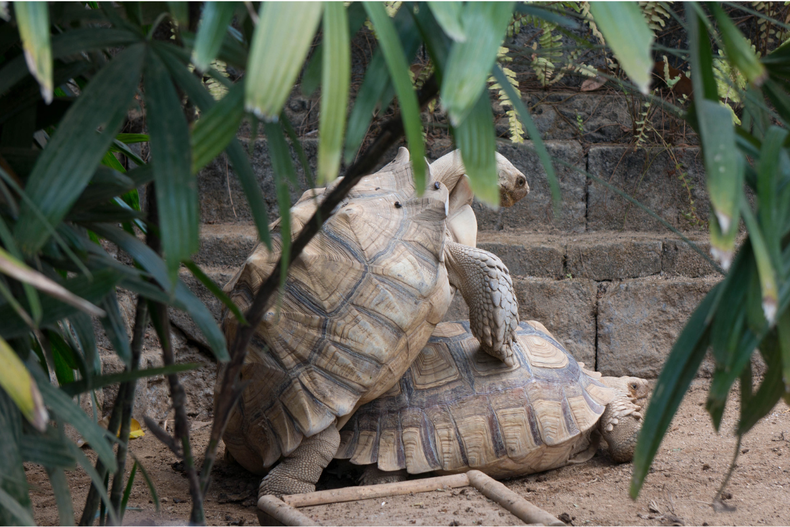 Mascota: la guía definitiva para saber si tu tortuga es macho o hembra