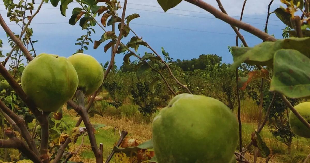 El membrillo, una fruta con presencia regional que se expande gracias a ...
