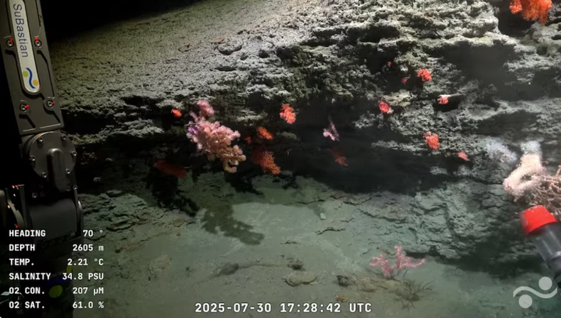 Así fue la última transmisión por streaming de la misión del CONICET en Mar del Plata