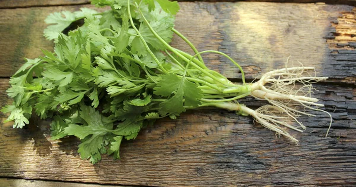 Jardinería: el asombroso beneficio de consumir la raíz de cilantro