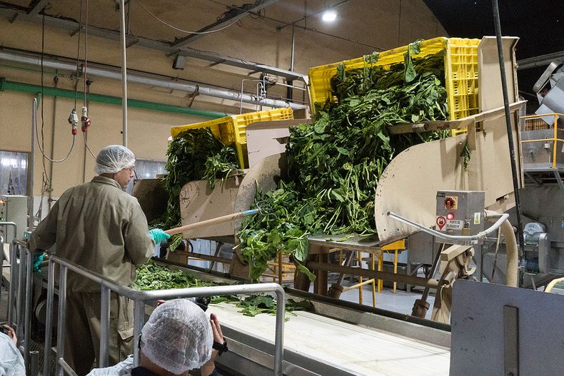 Cómo es la planta que desde Mendoza provee alimentos al mundo
