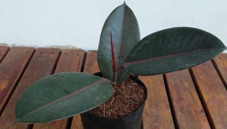 Jardinería: cómo cuidar un gomero para que crezca frondoso y sano