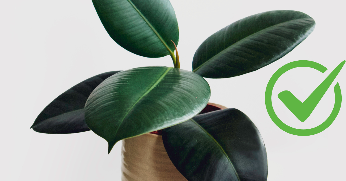 Jardinería: cómo cuidar un gomero para que crezca frondoso y sano