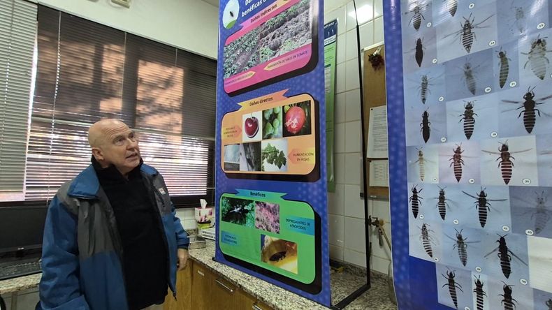 INTA explicó qué es la peste negra que amenaza la producción de lechuga ...