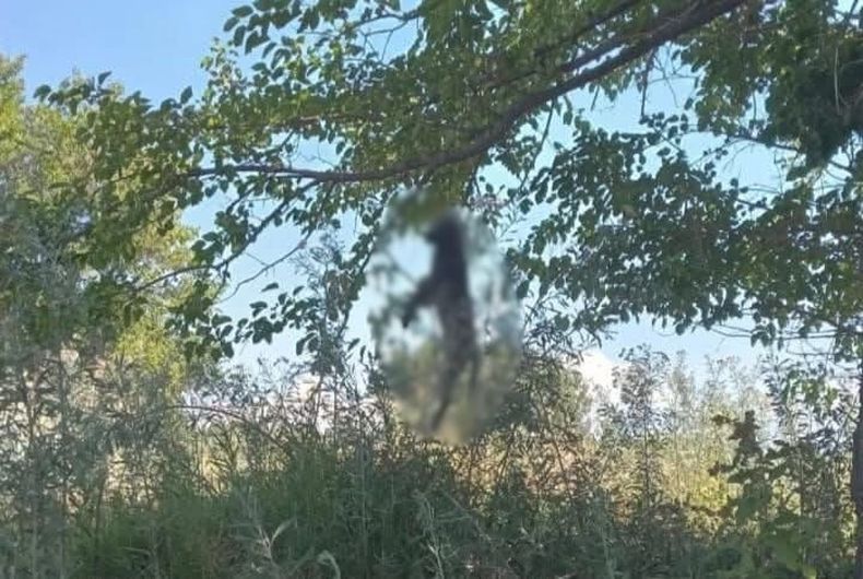 Maltrato animal extremo en Tunuyán: ahorcaron a un perro y lo colgaron ...