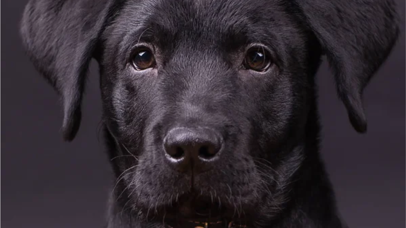 Mascota: ¿para qué sirven los bigotes de los perros y por qué son tan ...