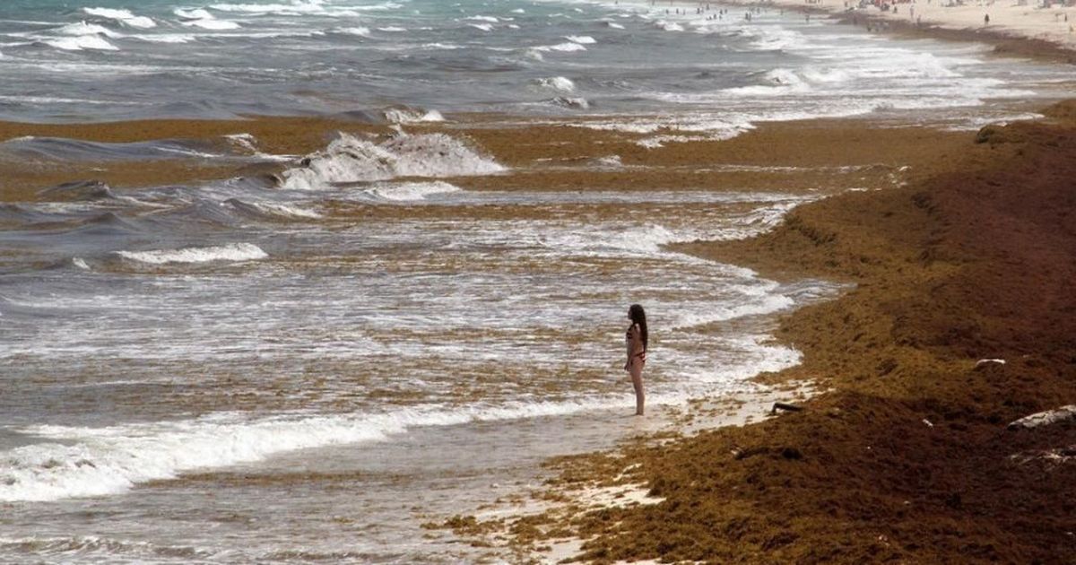 El sargazo, la plaga que amenaza la onírica belleza del Caribe mexicano El sargazo, la plaga que amenaza la onírica belleza del Caribe mexicano