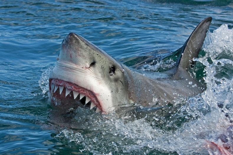 Terror Y Pánico En Egipto Un Tiburón Devoró A Un Turista