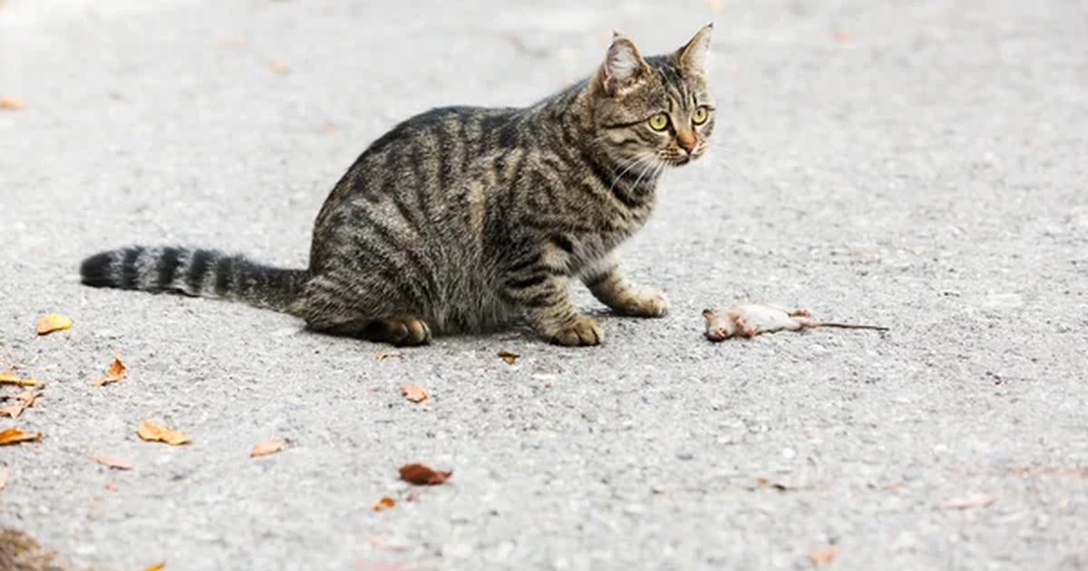 Mascota: la adorable razón por la cual tu gato te trae ratones como ...