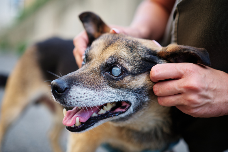Mascota: ¿un perro ciego puede ser realmente feliz?