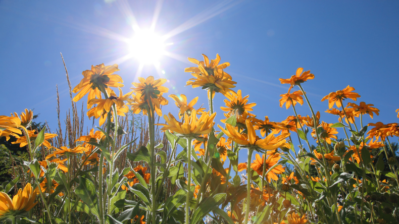 Jardinería: las 5 mejores plantas de sol que transformarán tu jardín