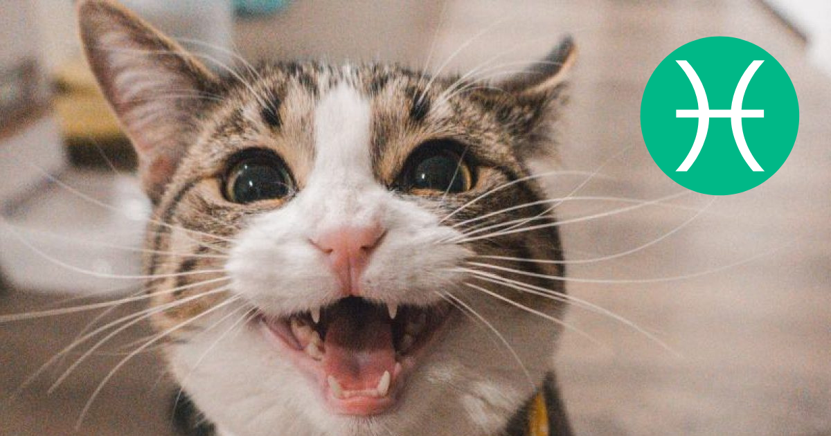 Cuál es la personalidad de tu gato según su signo del zodiaco