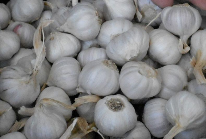 Problemas con el ajo, poco precio y escasa mano de obra