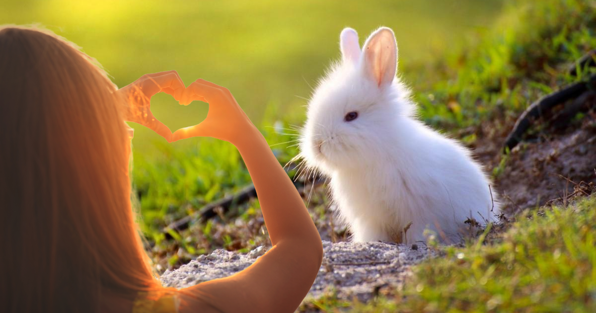 Mascota: la guía básica para saber cómo cuidar a un conejo mini toy