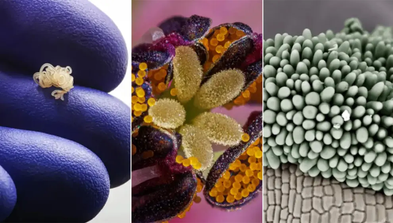 Fotogalería Las Mejores Fotografías Científicas De 2023